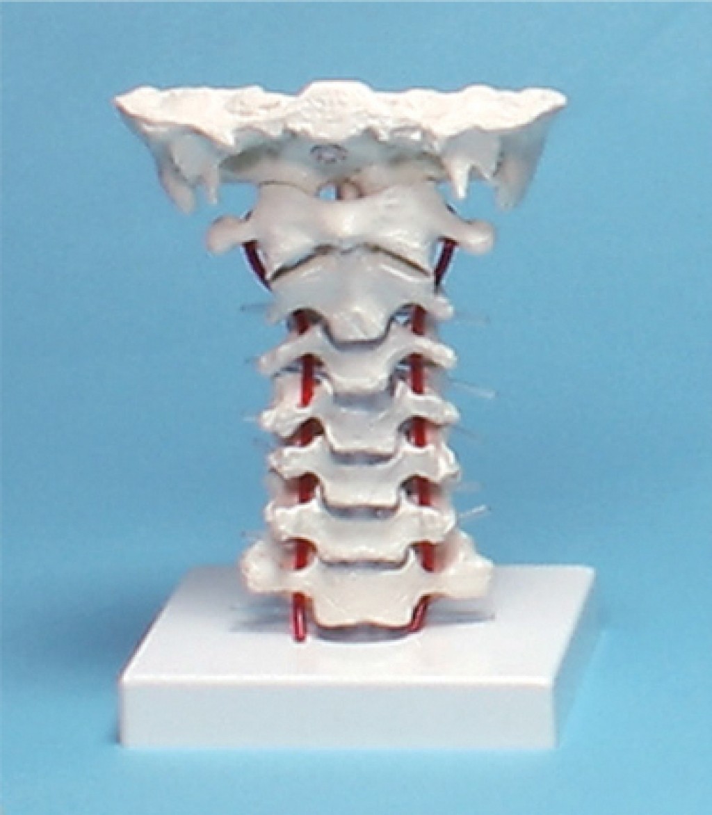 Modelo anatómico de cervicales